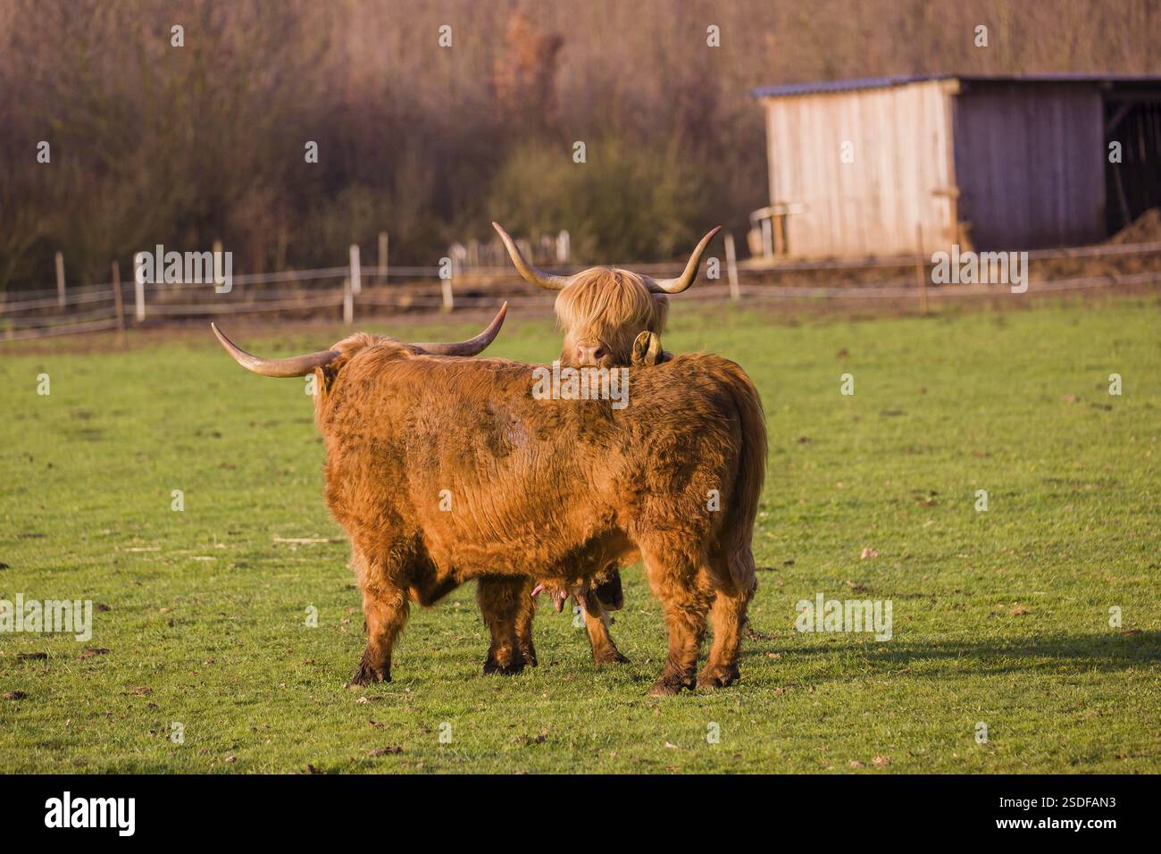 A Highland Cow (Bos (primigenius) in heat mounts a bull Stock Photo - Alamy