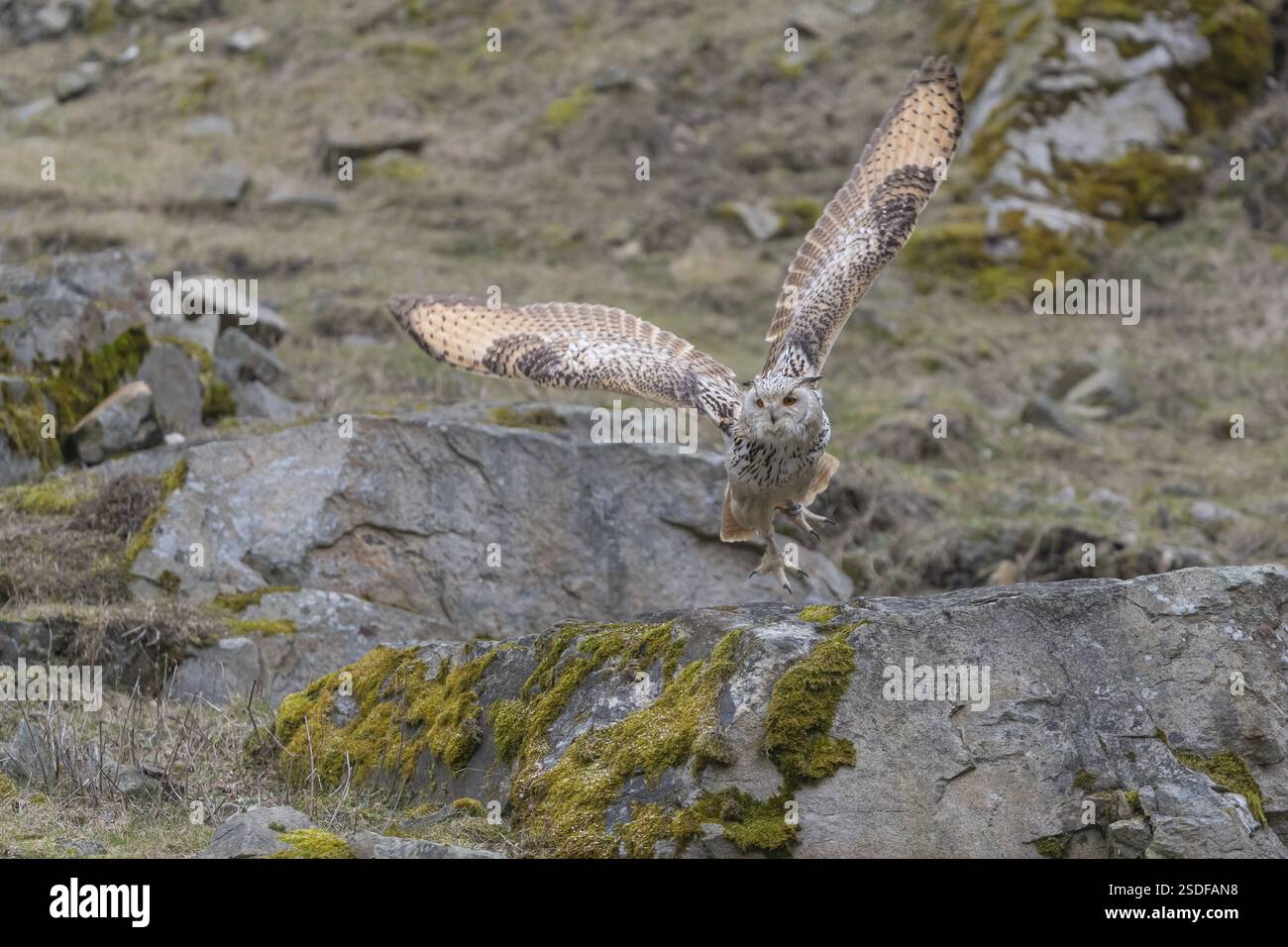 One Siberian Eagle Owl (Bubo bubo sibiricus) flying over mossy rocks ...
