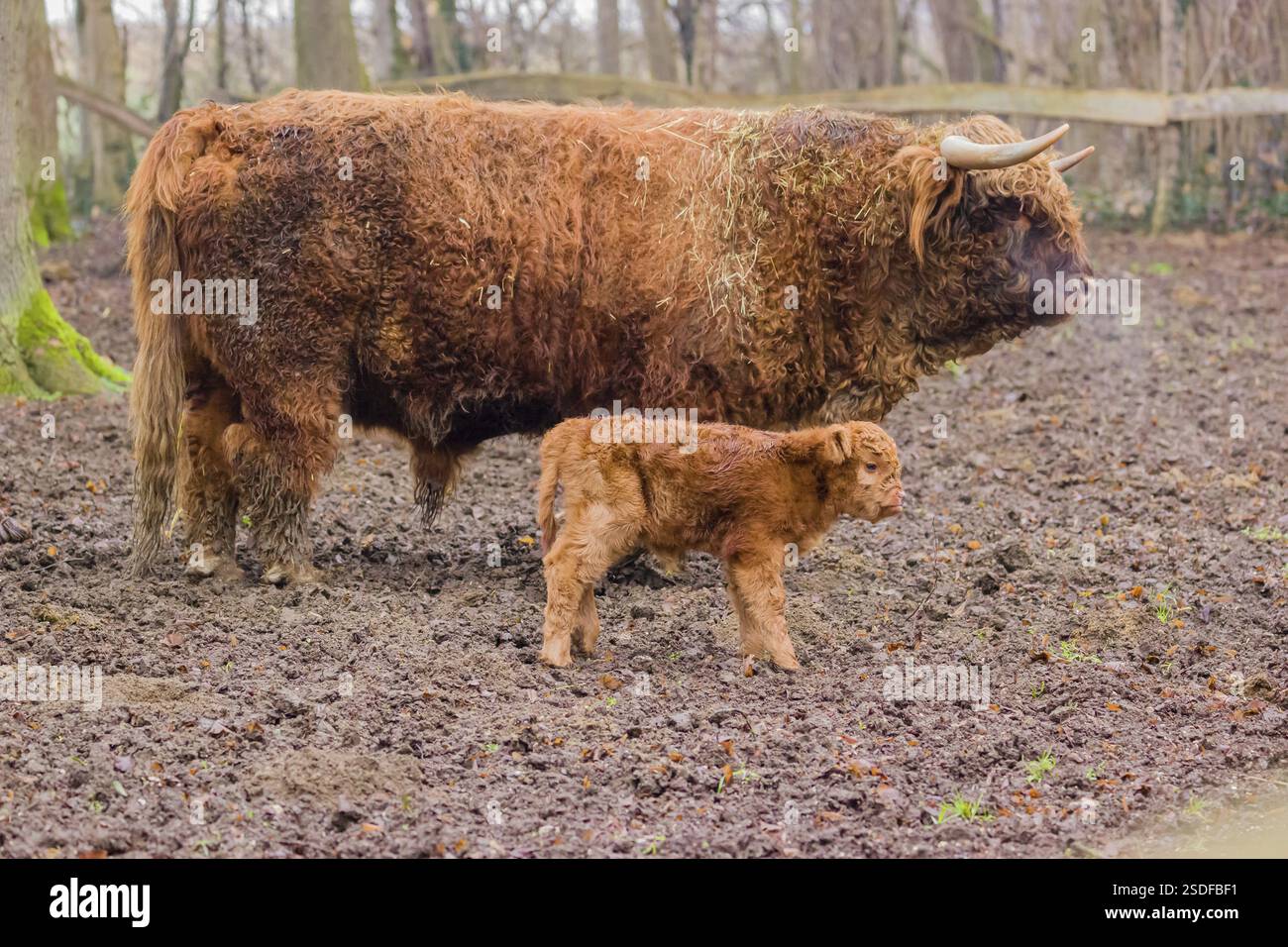 A Highland calf (Bos primigenius taurus) stands in a forest side by ...
