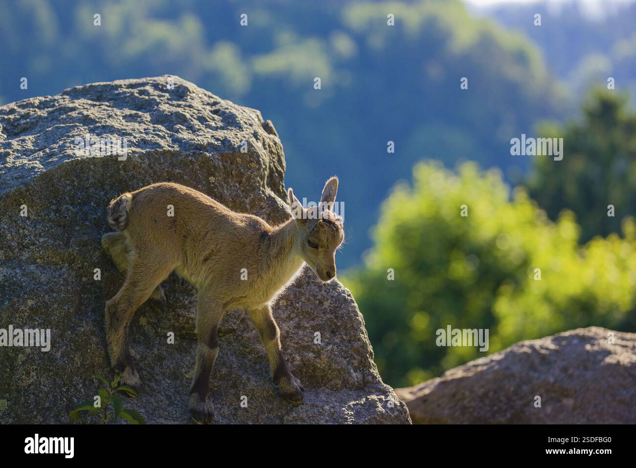 One natural alpine ibex hi-res stock photography and images - Alamy