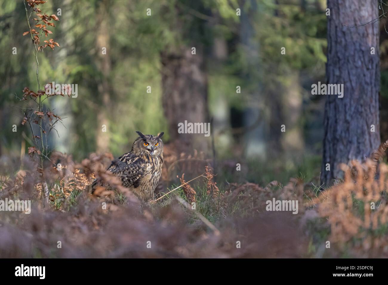 One Eurasian Eagle Owl, Bubo bubo, sitting on a forest floor between ...