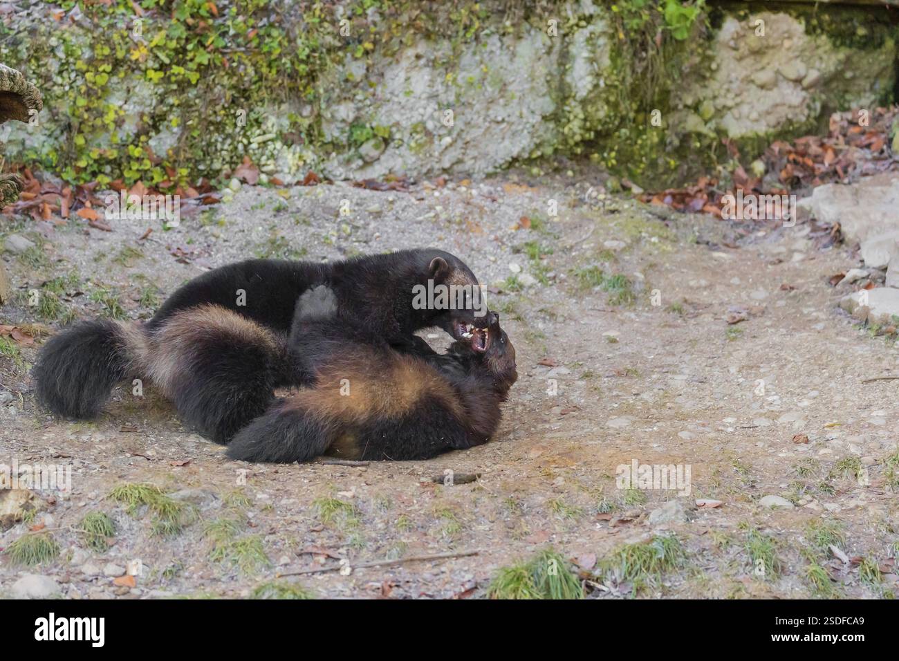 Two wolverine, (Gulo gulo), playfighting between rocks and logs Stock ...