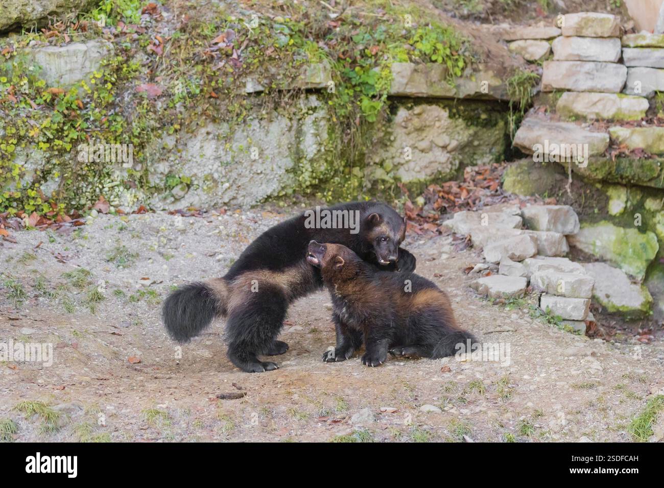 Two wolverine, (Gulo gulo), playfighting between rocks and logs Stock Photo - Alamy