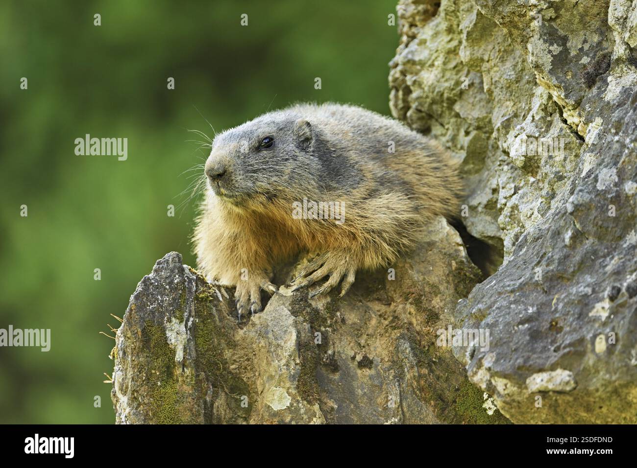 Alpine marmot (Marmota marmota), sitting on rocks, Switzerland, Europe Stock Photo - Alamy