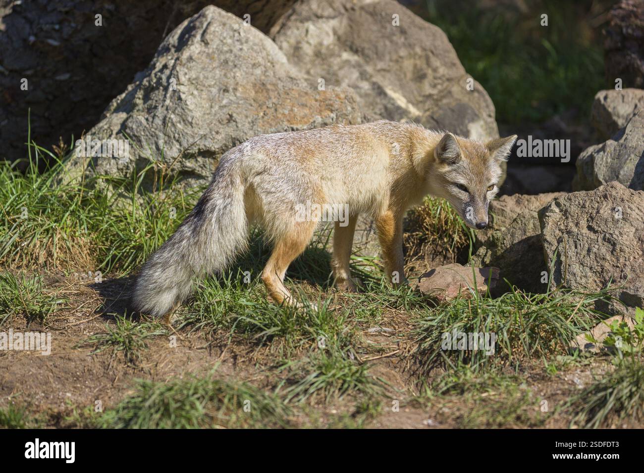 One corsac fox (Vulpes corsac) standing in front of some rocks Stock Photo - Alamy