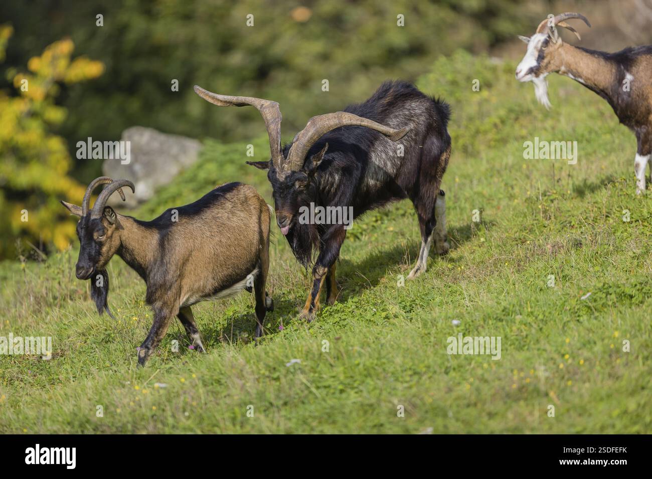 One male Tauernschecke goat, Capra aegagrus hircus, checks the ...