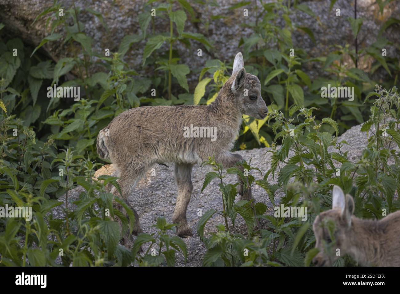 Two baby ibex (Capra ibex) standing in green vegetation Stock Photo - Alamy