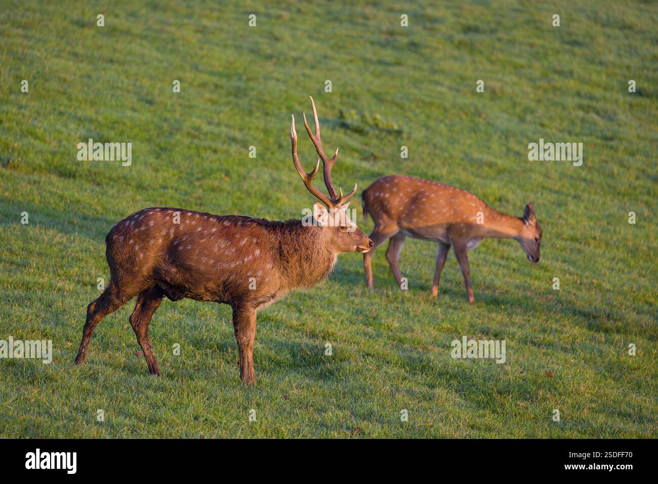 A Manchurian sika deer stag and a female (or Dybowski's sika deer ...