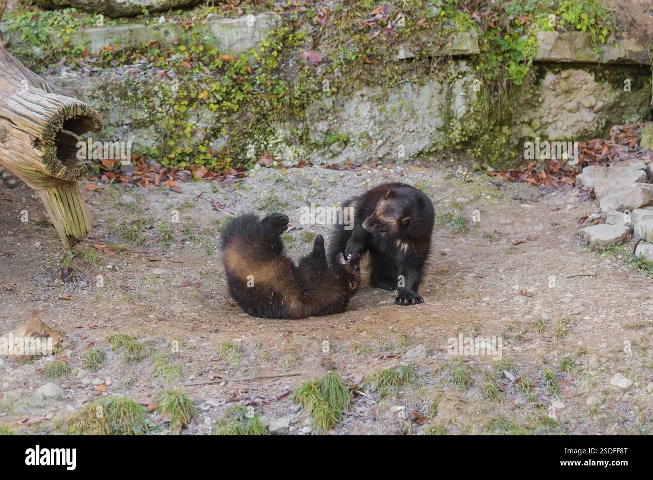 Wolverine animal with prey hi-res stock photography and images - Alamy