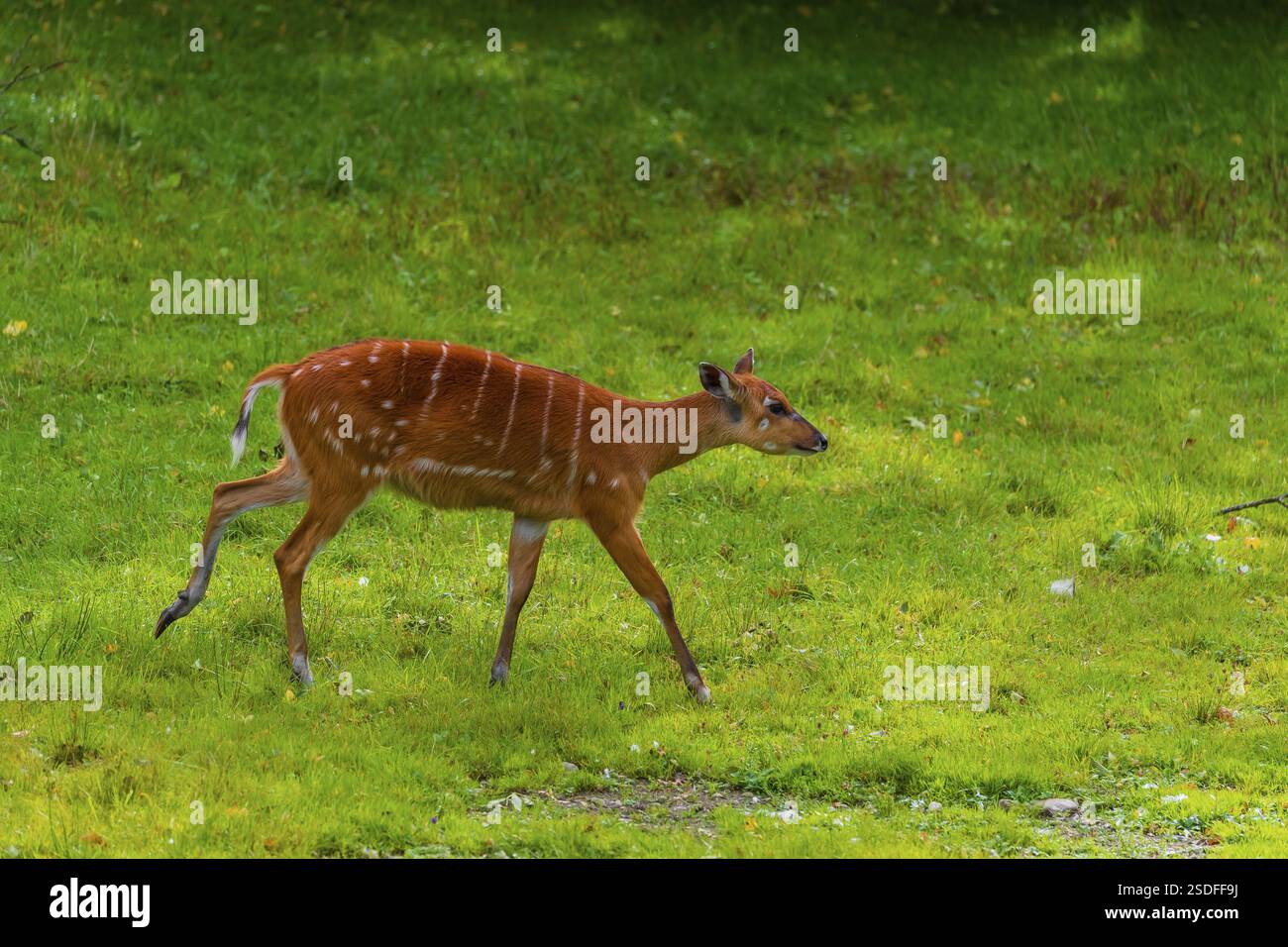 A female adult Congo sitatunga or forest sitatunga, Tragelaphus specii ...