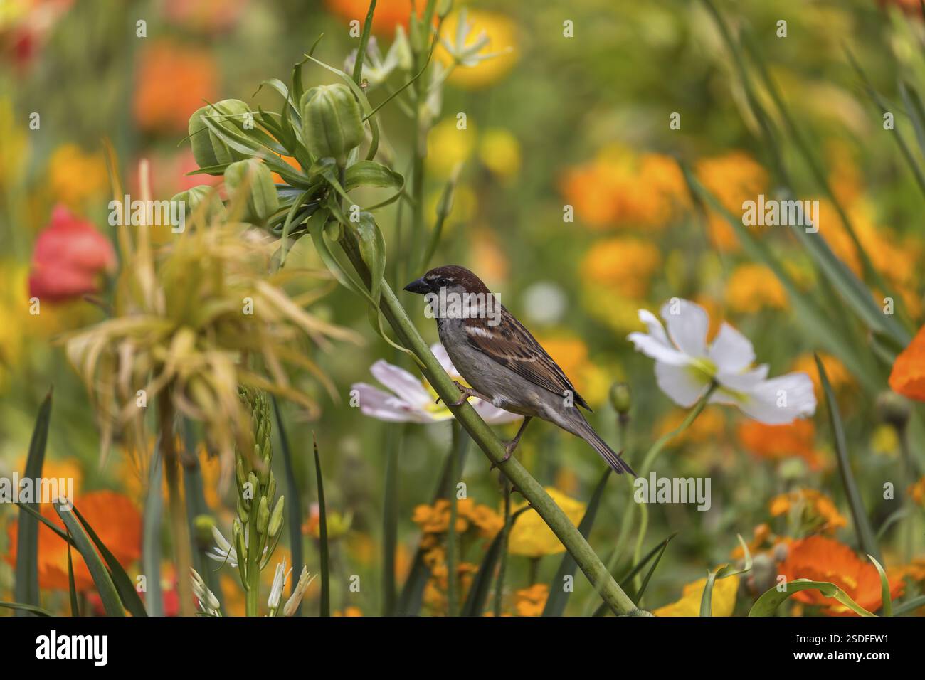 One male house sparrow (Passer domesticus) collecting insects in a ...
