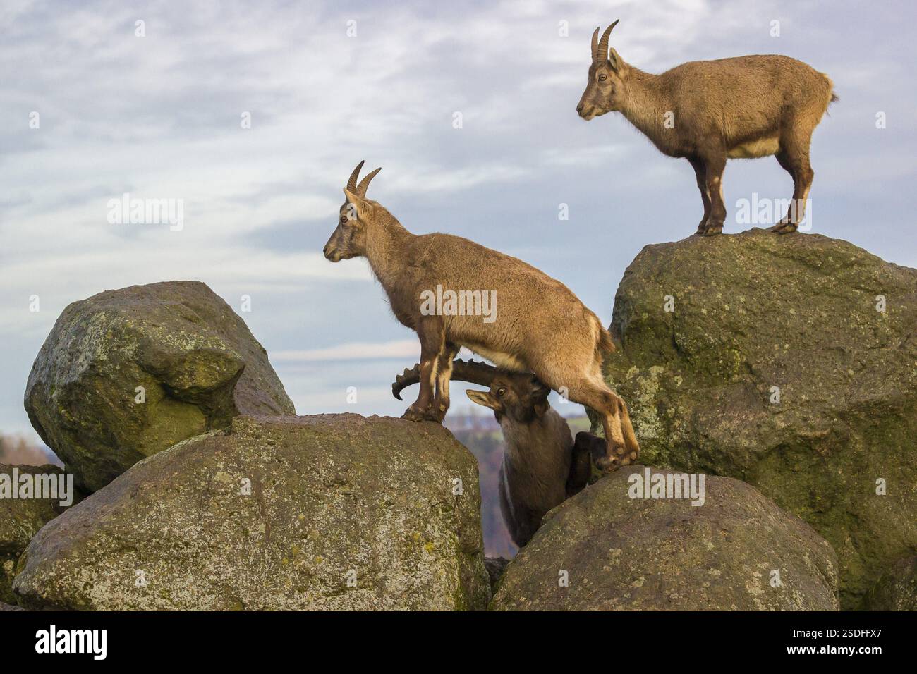 Two ibex (Capra ibex), a male and a female, stand on a rock. The male ...