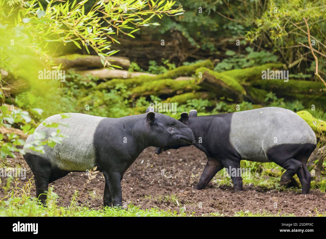 Two Malayan tapir (Acrocodia indica), one male and one female meet in a ...