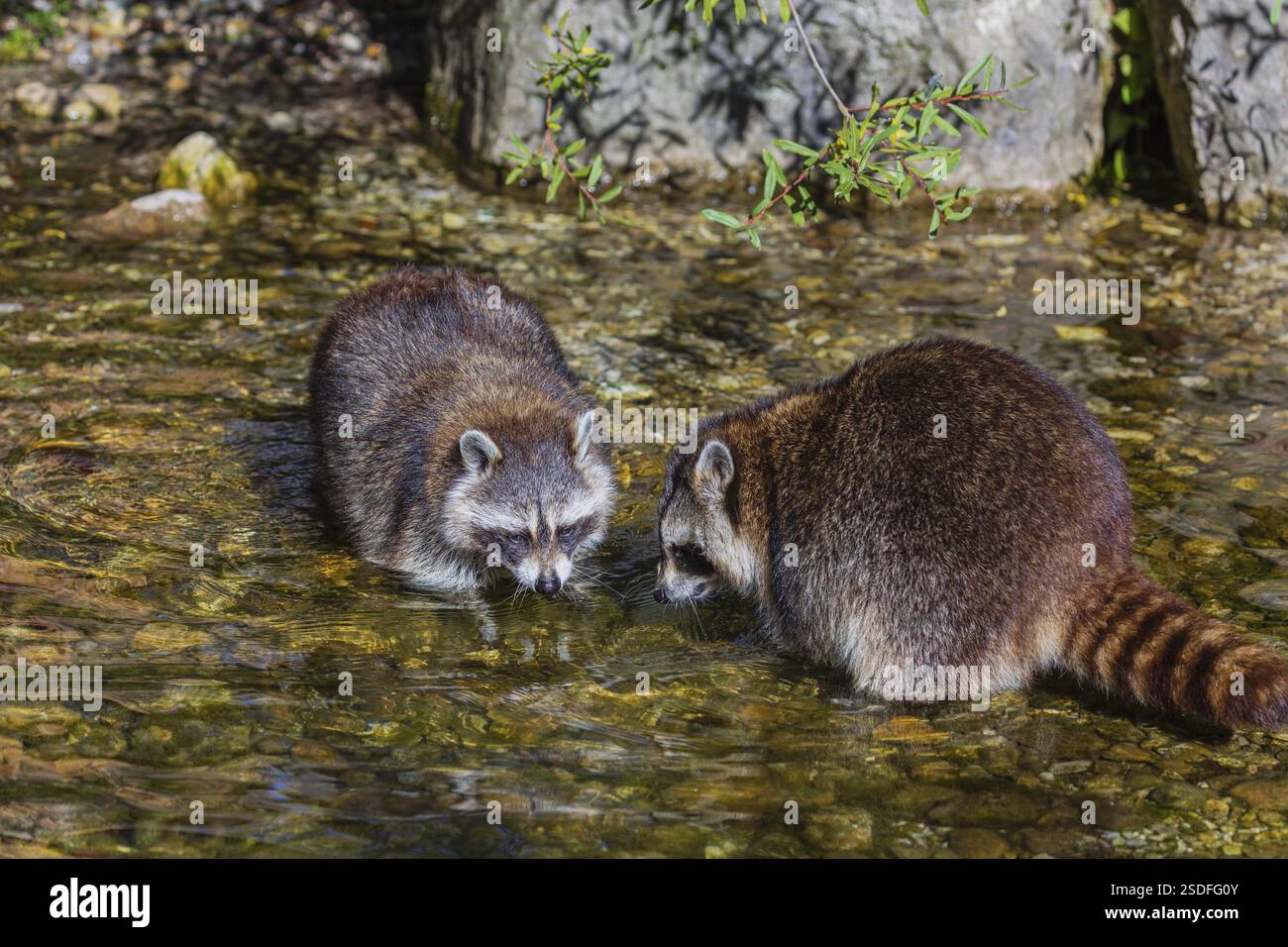 Two adult Raccoons, Procyon lotor, stand in the shallow water of a ...