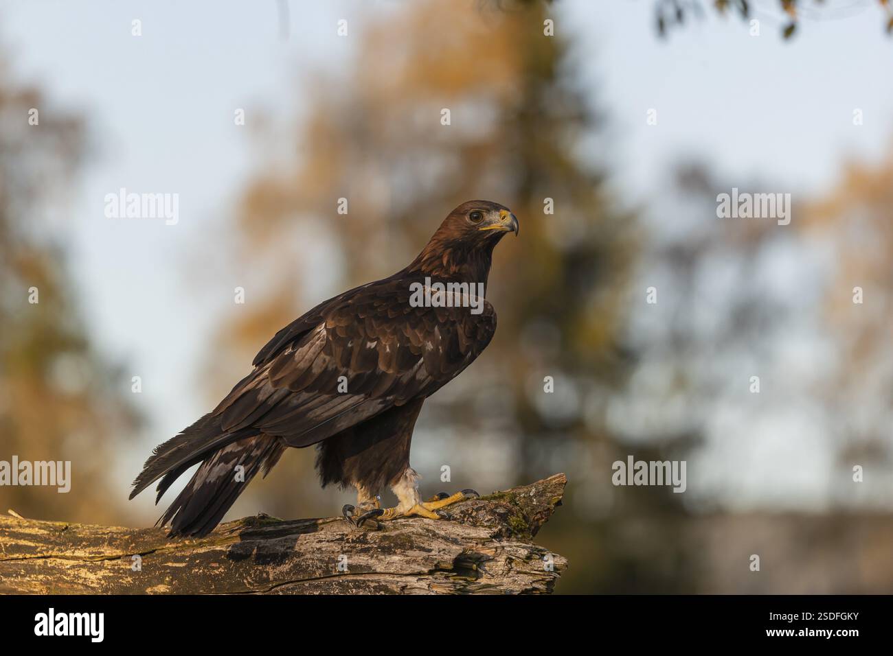 One golden eagle (Aquila chrysaetos) sitting on a broken and rotting ...