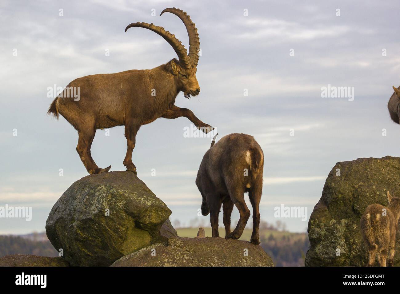 Two ibex (Capra ibex), a male and a female, stand on a rock. The male ...