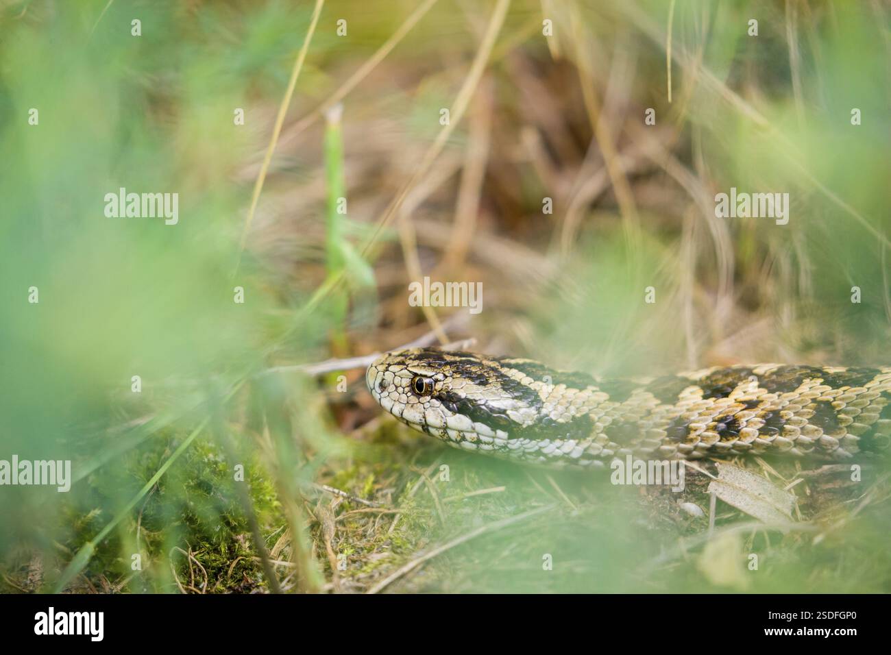 Portrait of a Hungarian meadow viper (Vipera ursinii rakosiensis) lying ...