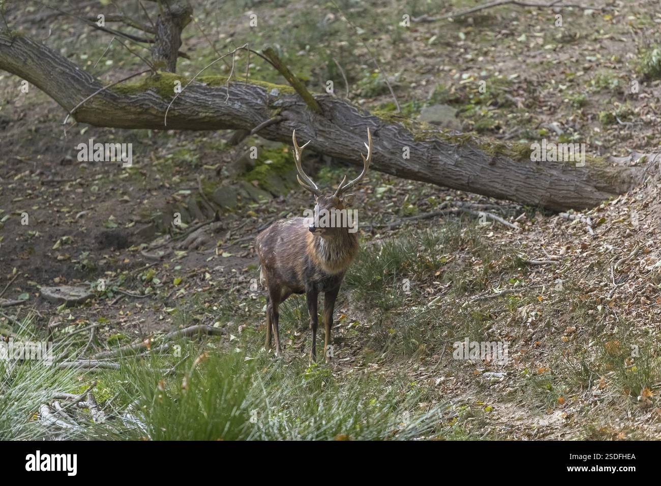 Vietnamese Sika Deer stag, Cervus nippon pseudaxis, standing in a ...