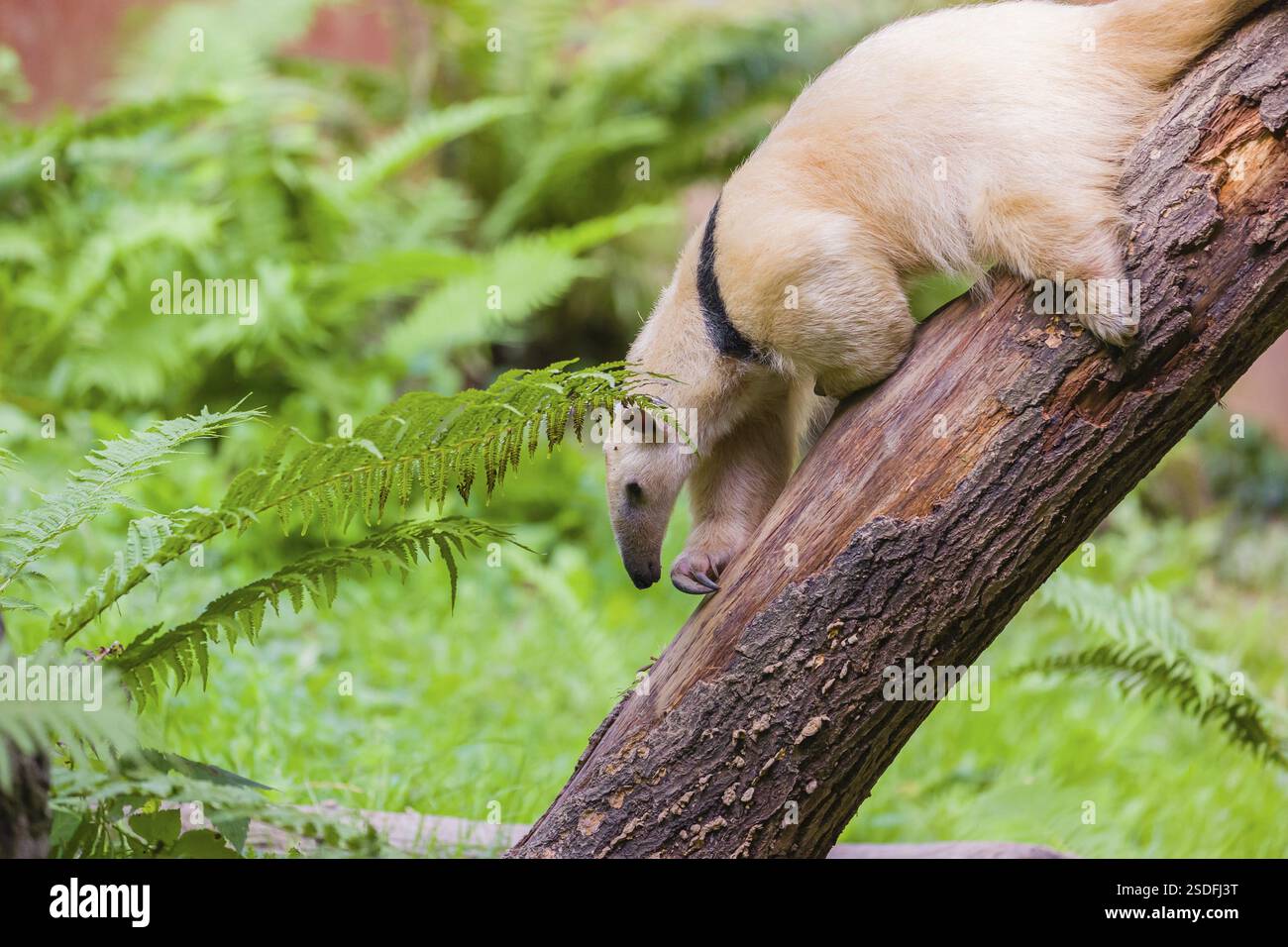 One southern tamandua (Tamandua tetradactyla), climbs down a tree in a ...