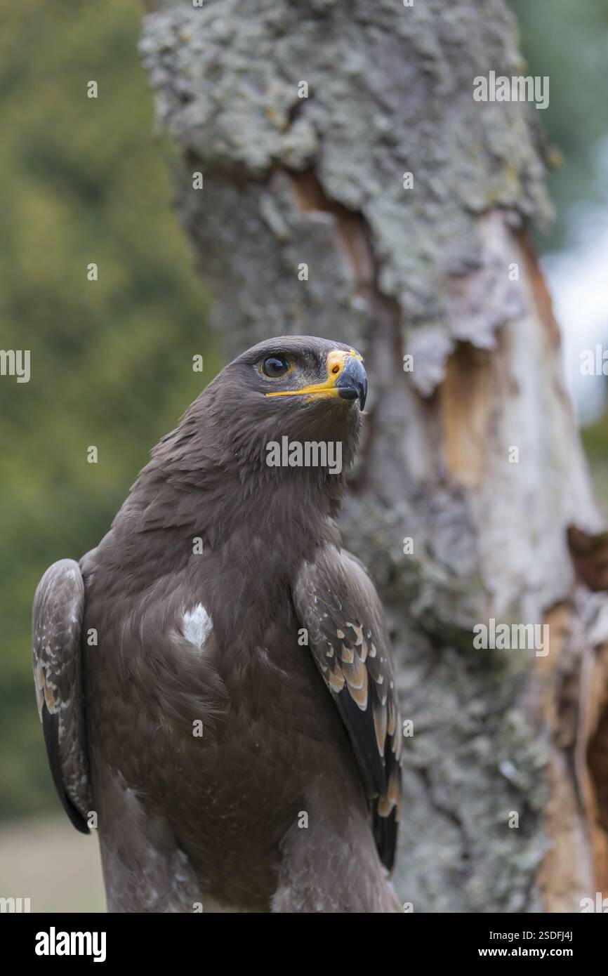 Portrait of immature Aquila nipalensis, steppe eagle, in late light ...