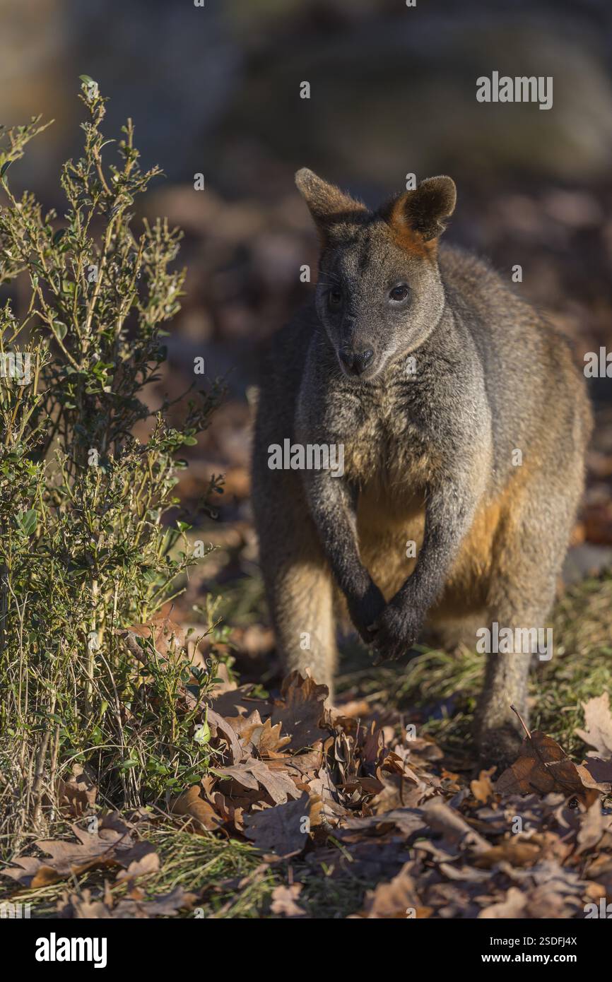 One swamp wallaby (Wallabia bicolor) next to a bush in early morning ...