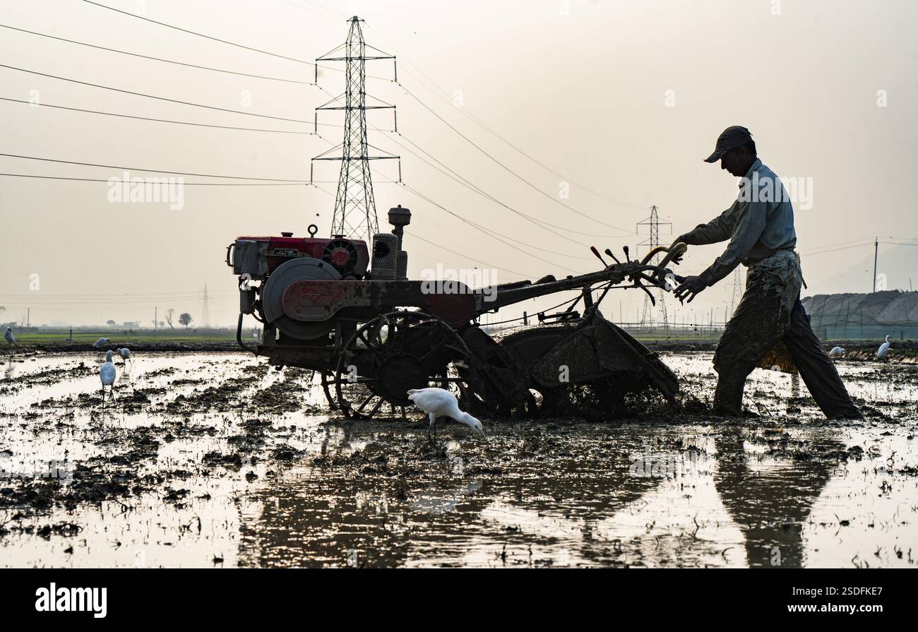 A farmer using hand tractor to plough an agricultural field at Mayong ...
