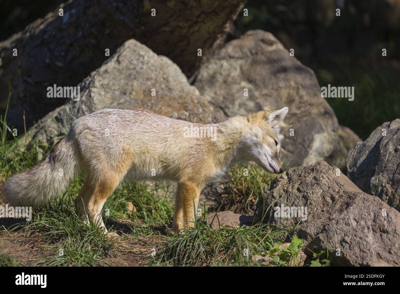One corsac fox (Vulpes corsac) standing in front of some rocks. Hearing his prey Stock Photo - Alamy