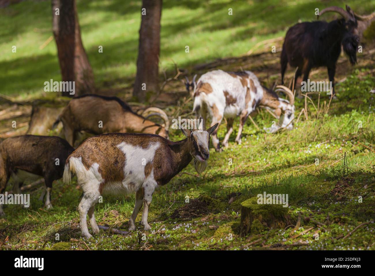 Goats graze in woods hi-res stock photography and images - Alamy