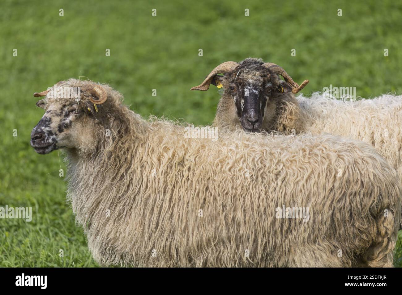 Wallachian sheep hi-res stock photography and images - Alamy