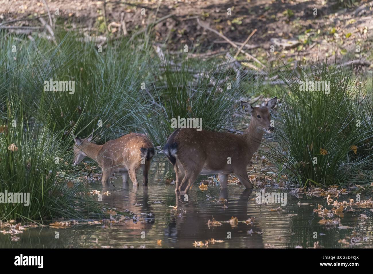 Flock of Vietnamese Sika Deer, Cervus nippon pseudaxis, standing in a ...