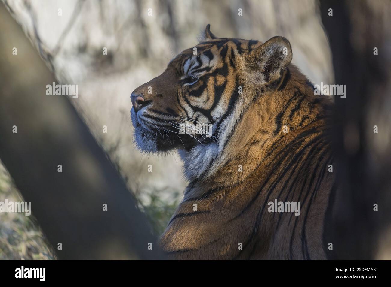 One Sumatran tiger (Panthera tigris sondaica, syn. Panthera tigris ...