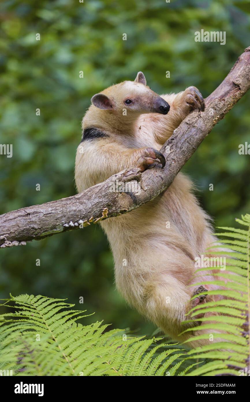 One southern tamandua (Tamandua tetradactyla), climbs up a tree in a ...