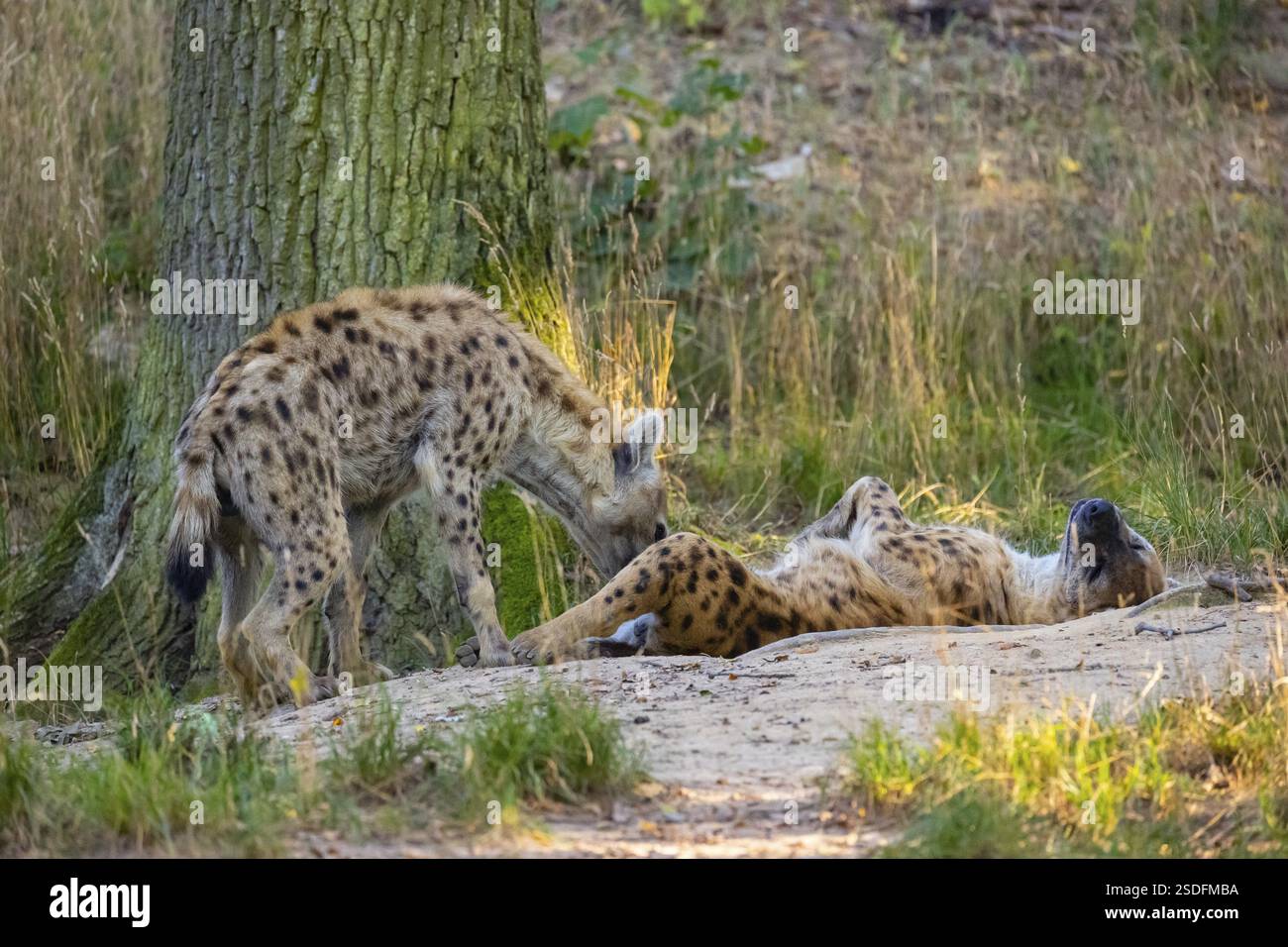 One adult male spotted hyena (Crocuta crocuta), or laughing hyena ...