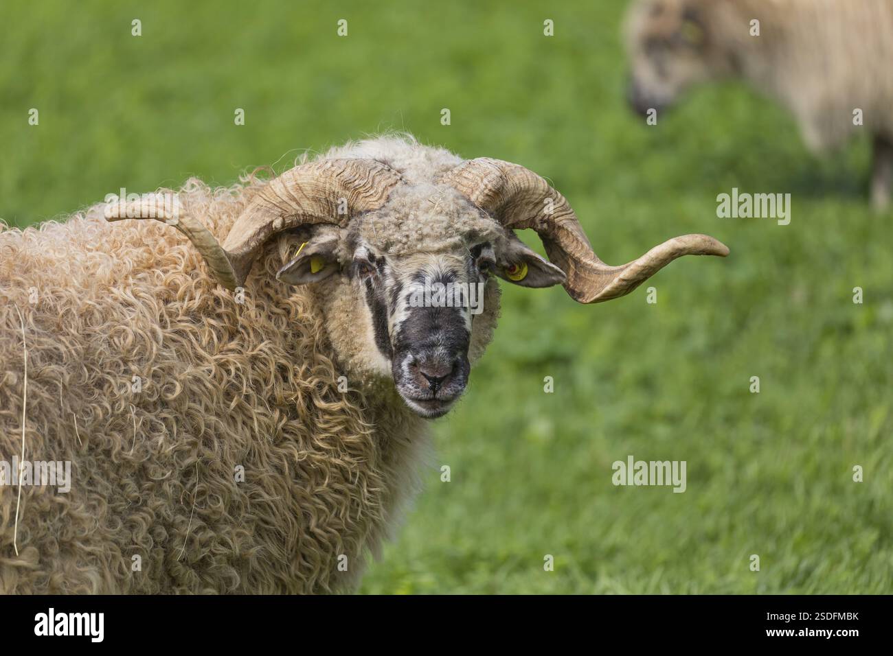 Wallachian sheep hi-res stock photography and images - Alamy