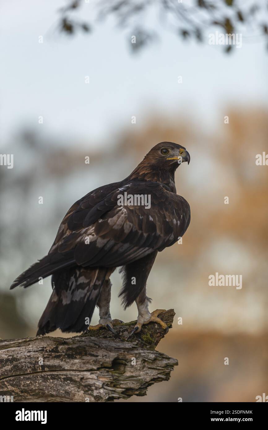 One golden eagle (Aquila chrysaetos) sitting on a broken and rotting ...
