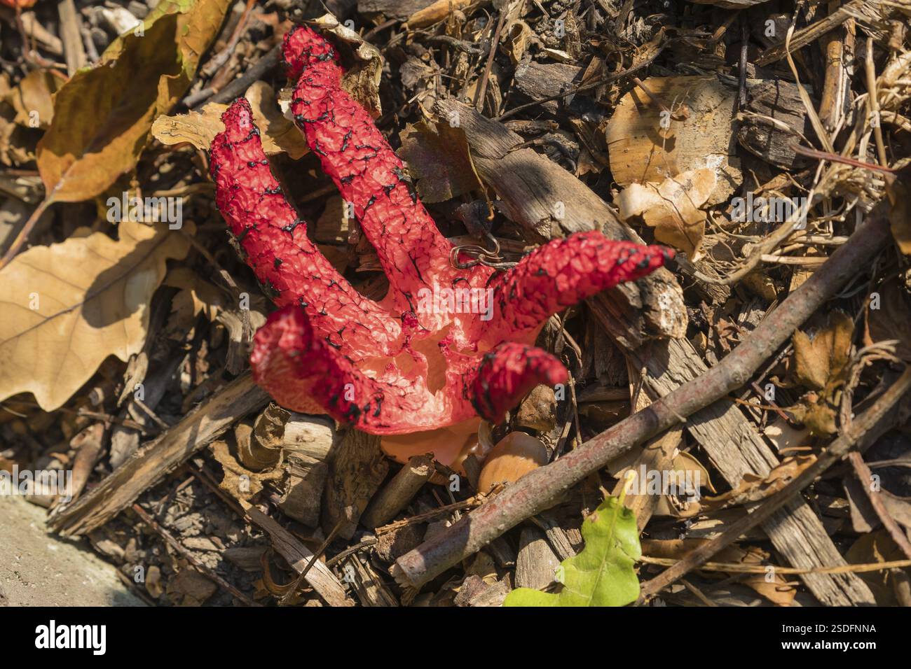 Octopus stinkhorn, Clathrus archeri, fungus Stock Photo - Alamy
