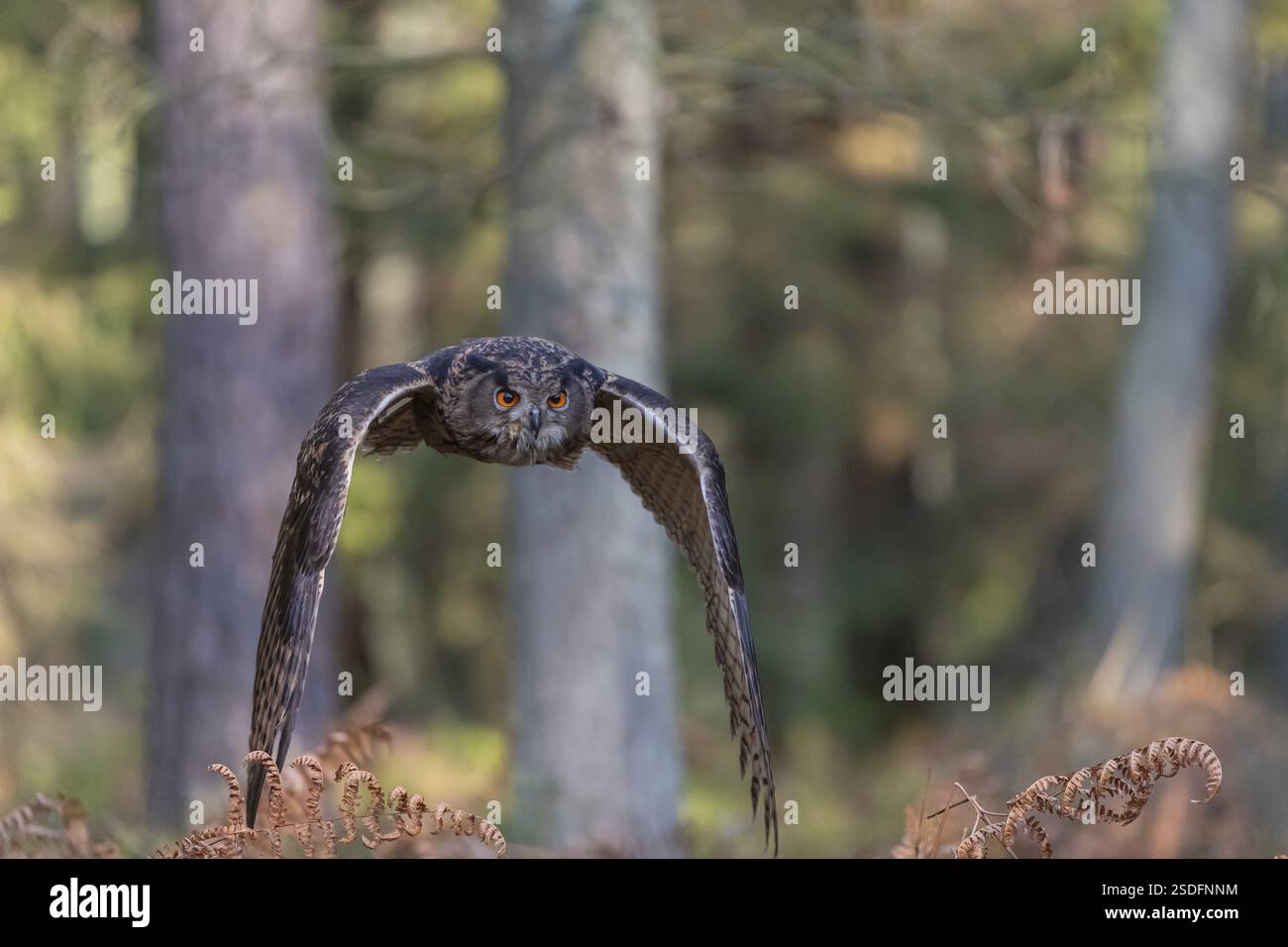One Eurasian Eagle Owl, Bubo bubo, flying thru a forest with ferns on ...