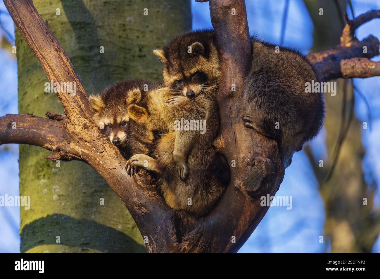 A group of raccoons sitting high in a tree Stock Photo - Alamy