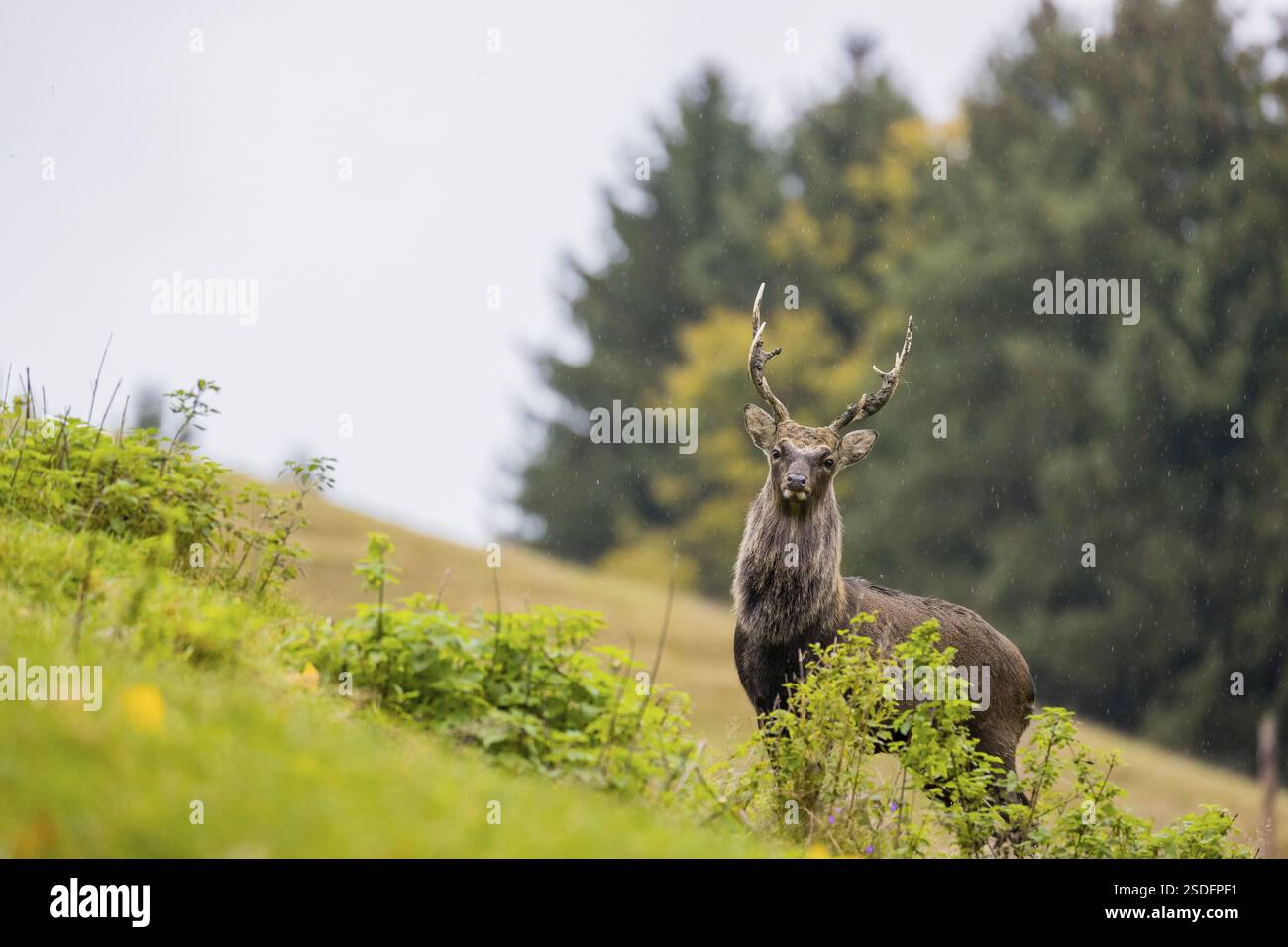 A Japanese sika deer (Cervus nippon nippon) stag stands on hilly ground ...