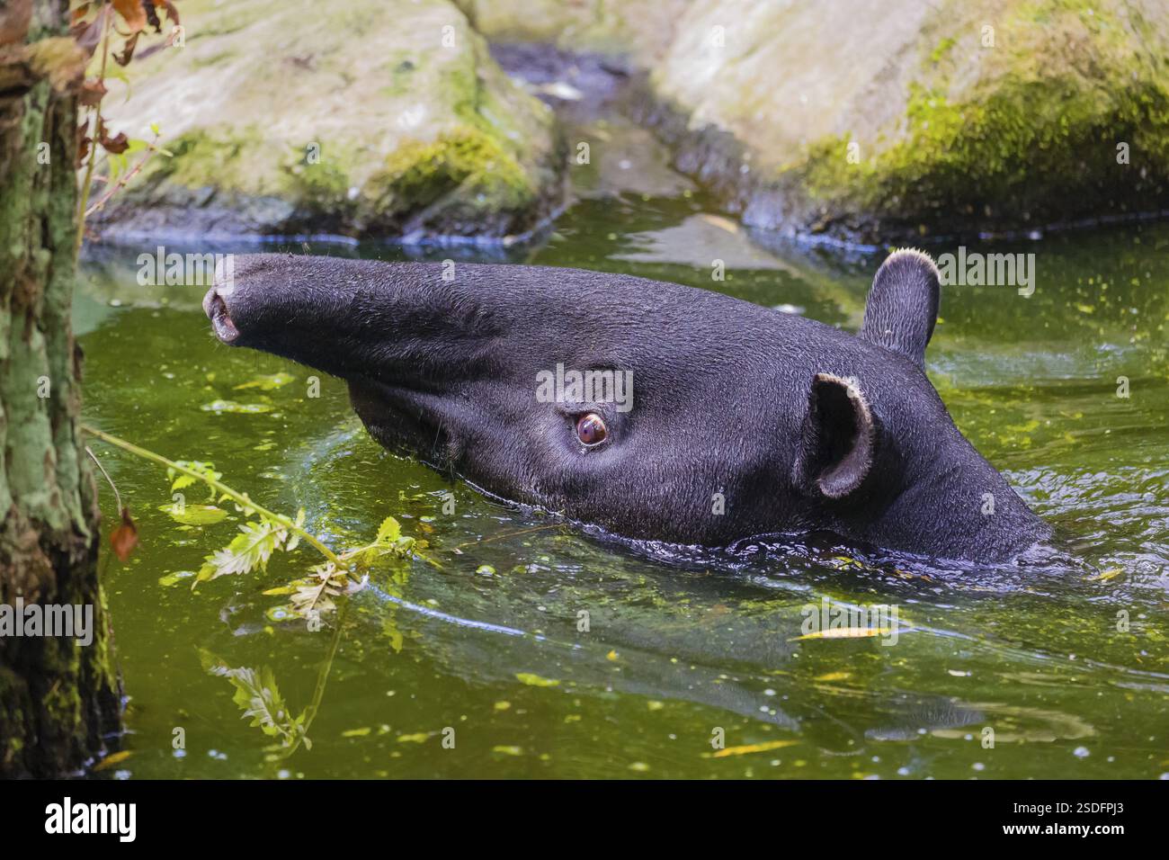 A Malayan tapir (Acrocodia indica) swims in a river and looks for food ...