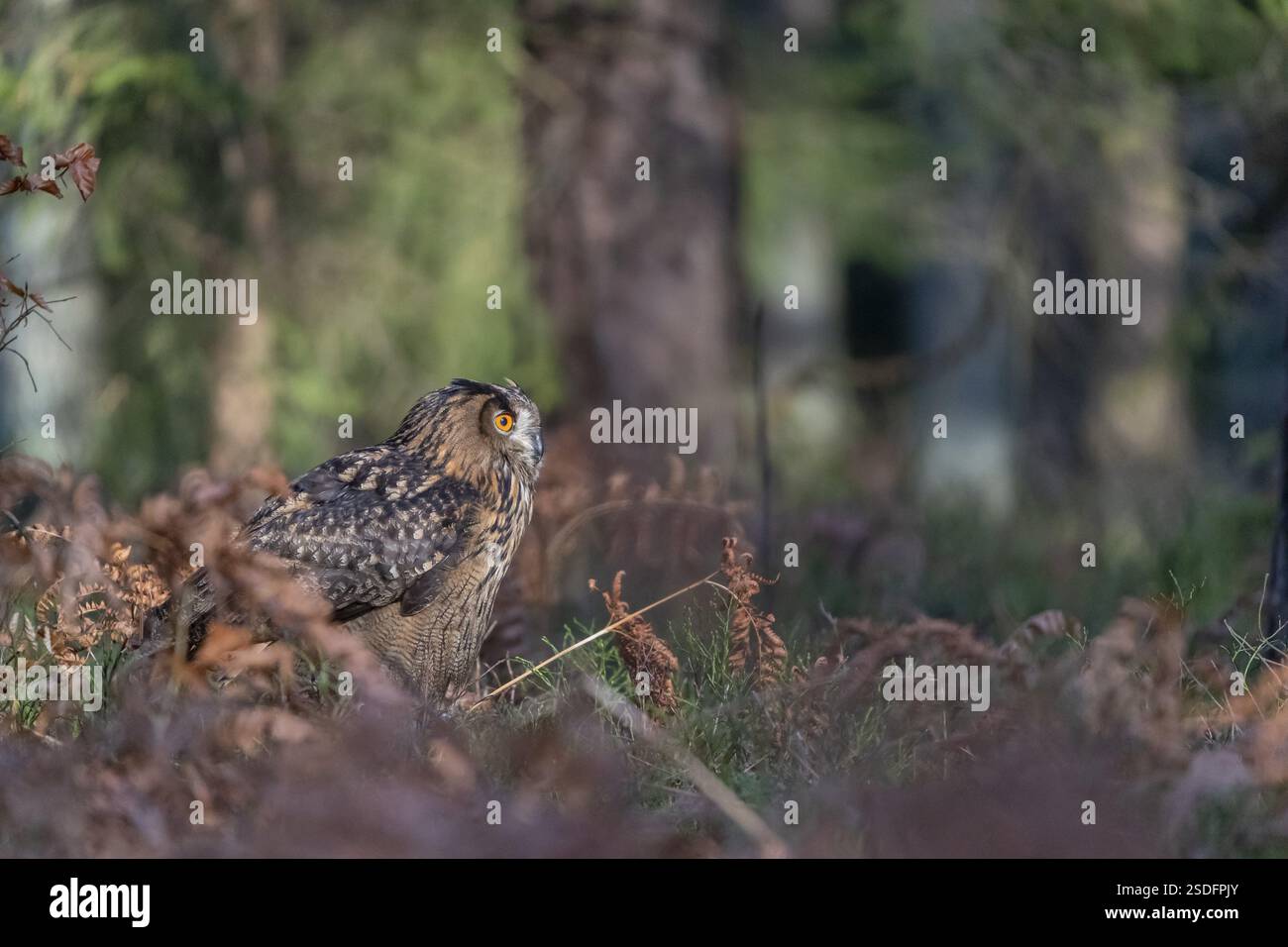 One Eurasian Eagle Owl, Bubo bubo, sitting on a forest floor between ...