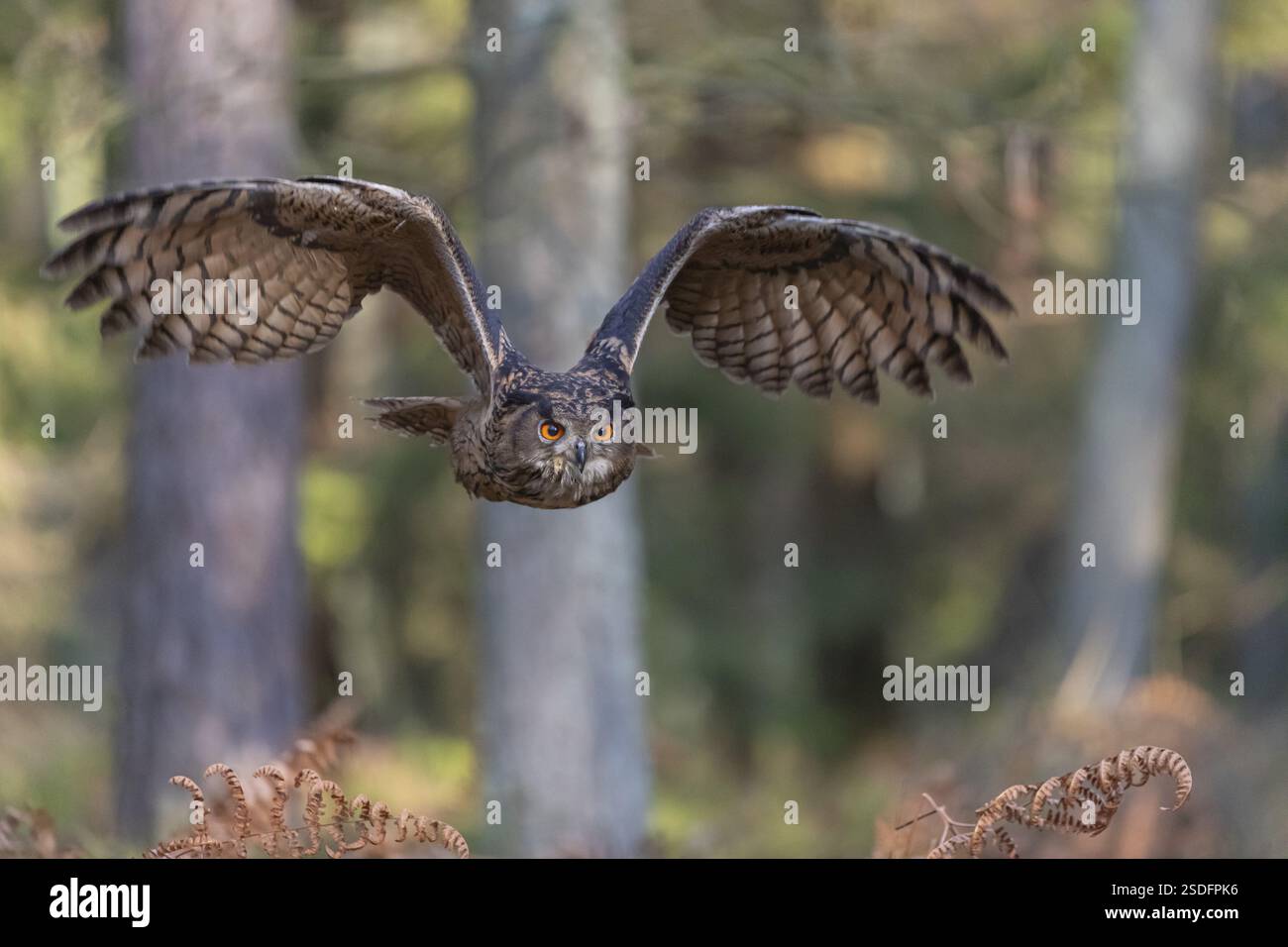 One Eurasian Eagle Owl, Bubo bubo, flying thru a forest with ferns on ...