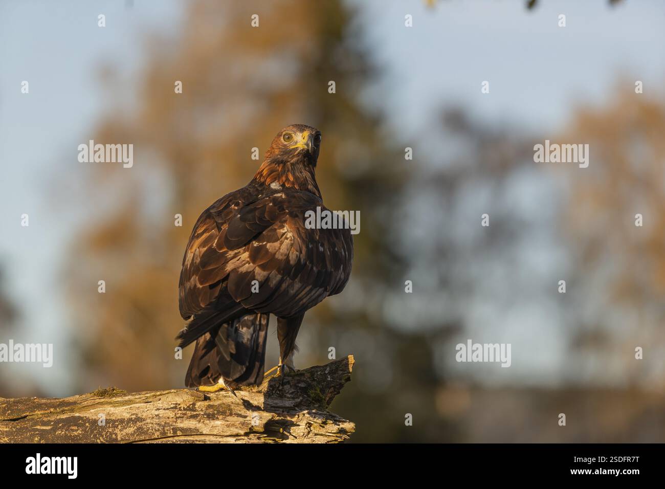 One golden eagle (Aquila chrysaetos) sitting on a broken and rotting ...