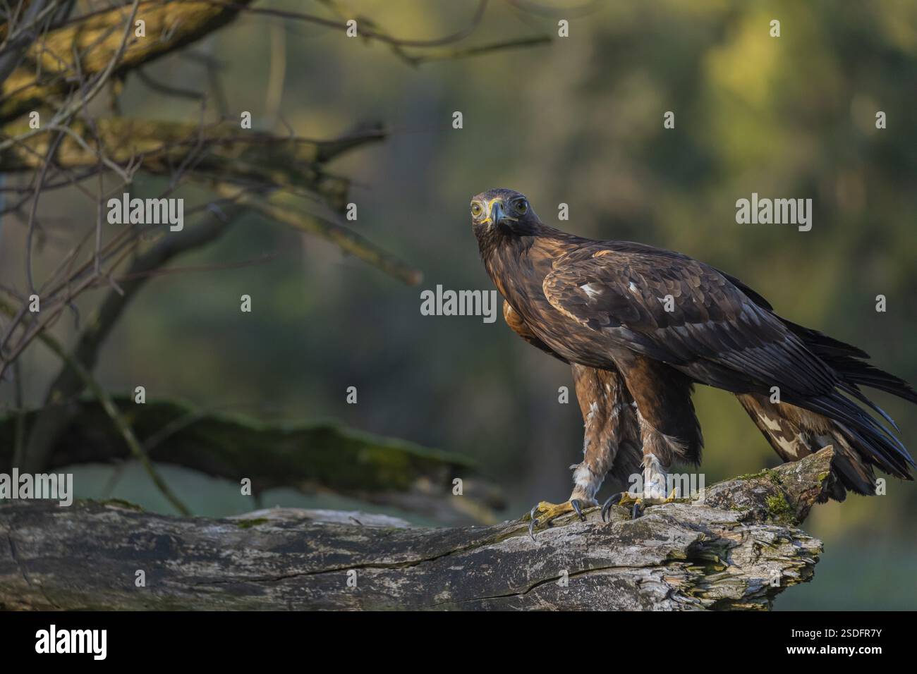 One golden eagle (Aquila chrysaetos) sitting on a broken and rotting ...