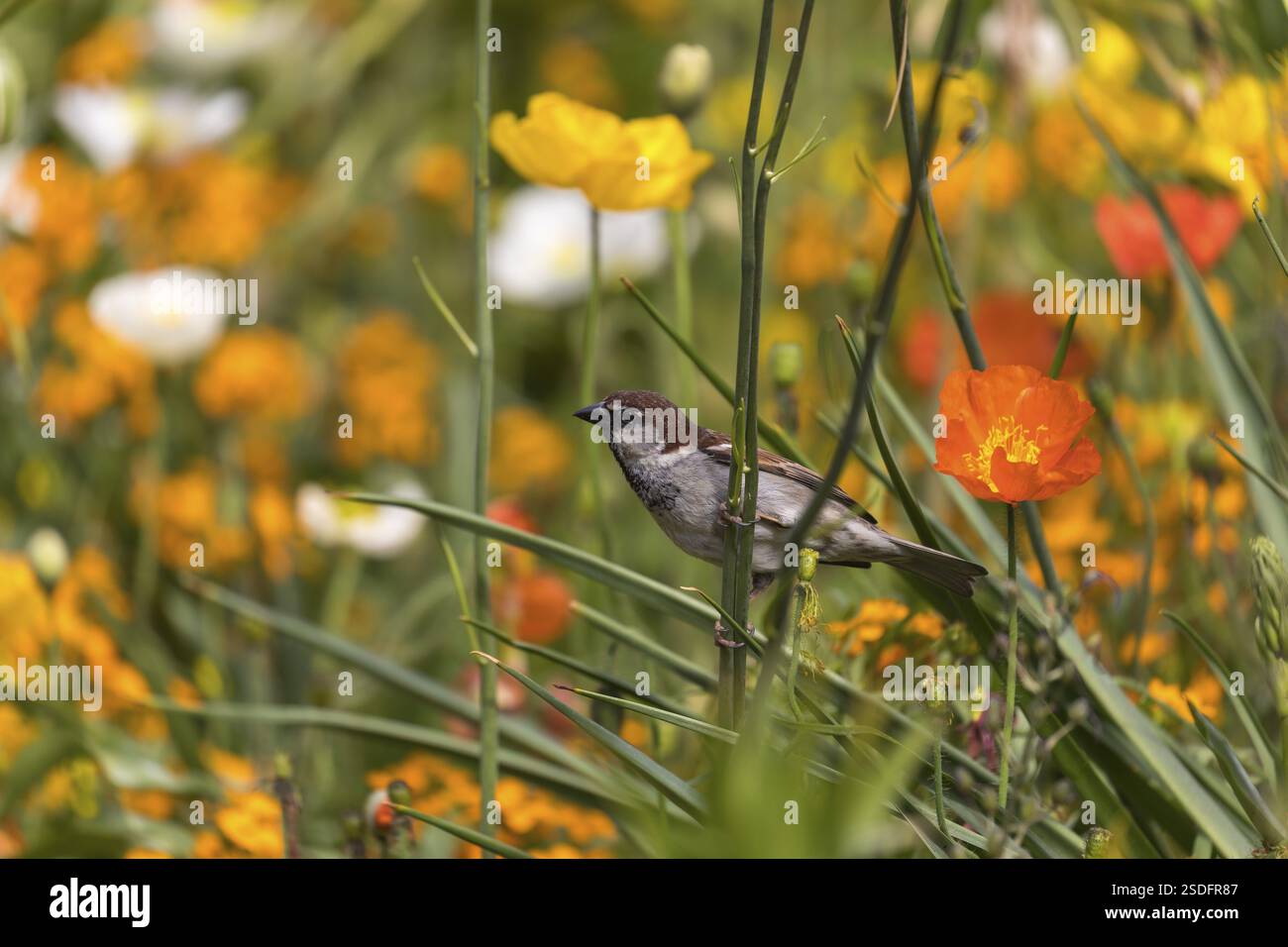 One male house sparrow (Passer domesticus) collecting insects in a ...