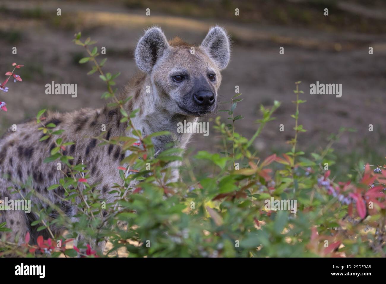 One young adult male spotted hyena (Crocuta crocuta), or laughing hyena ...