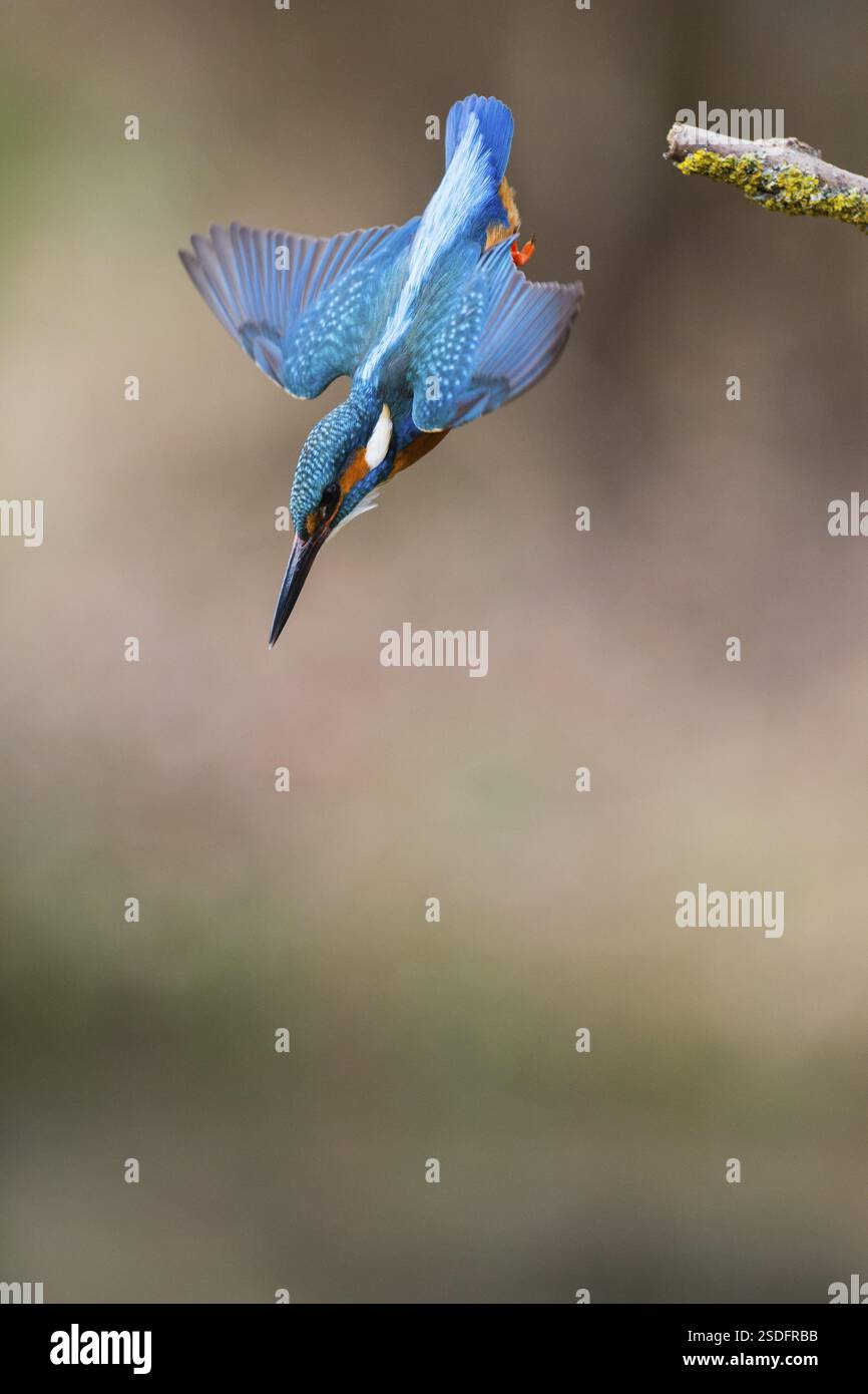 Kingfisher (Alcedo attis), adult male, in flight diving from a branch ...