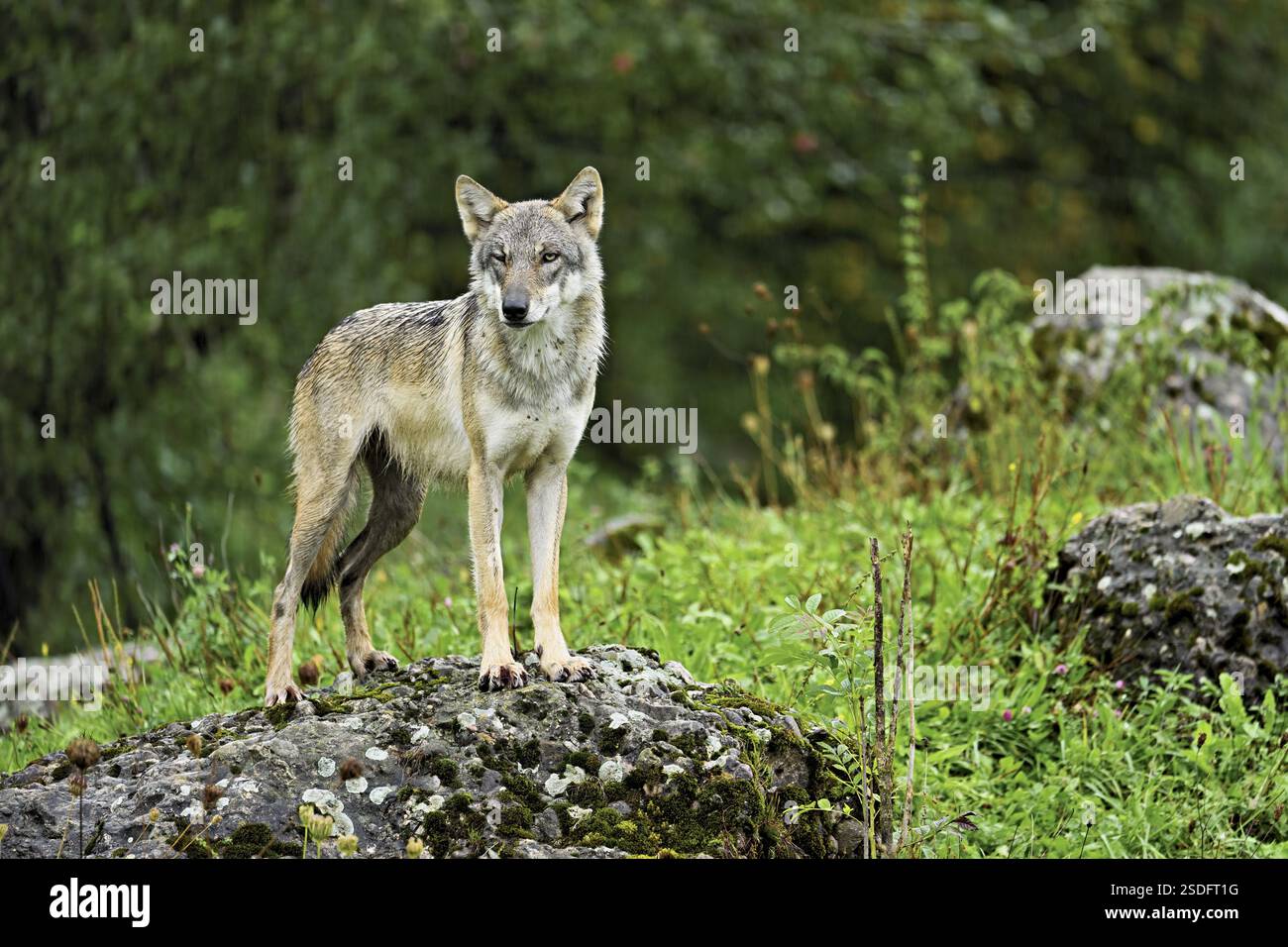 European gray wolf (Canis lupus lupus), old animal standing on rock ...