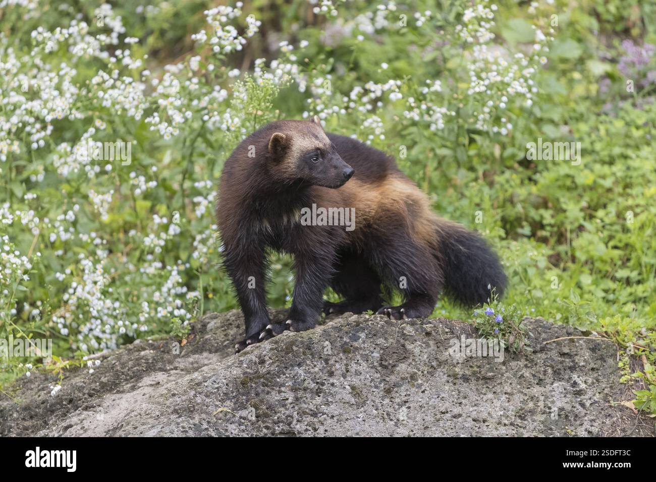 One wolverine, (Gulo gulo), sitting on a rock, green vegetation in the ...