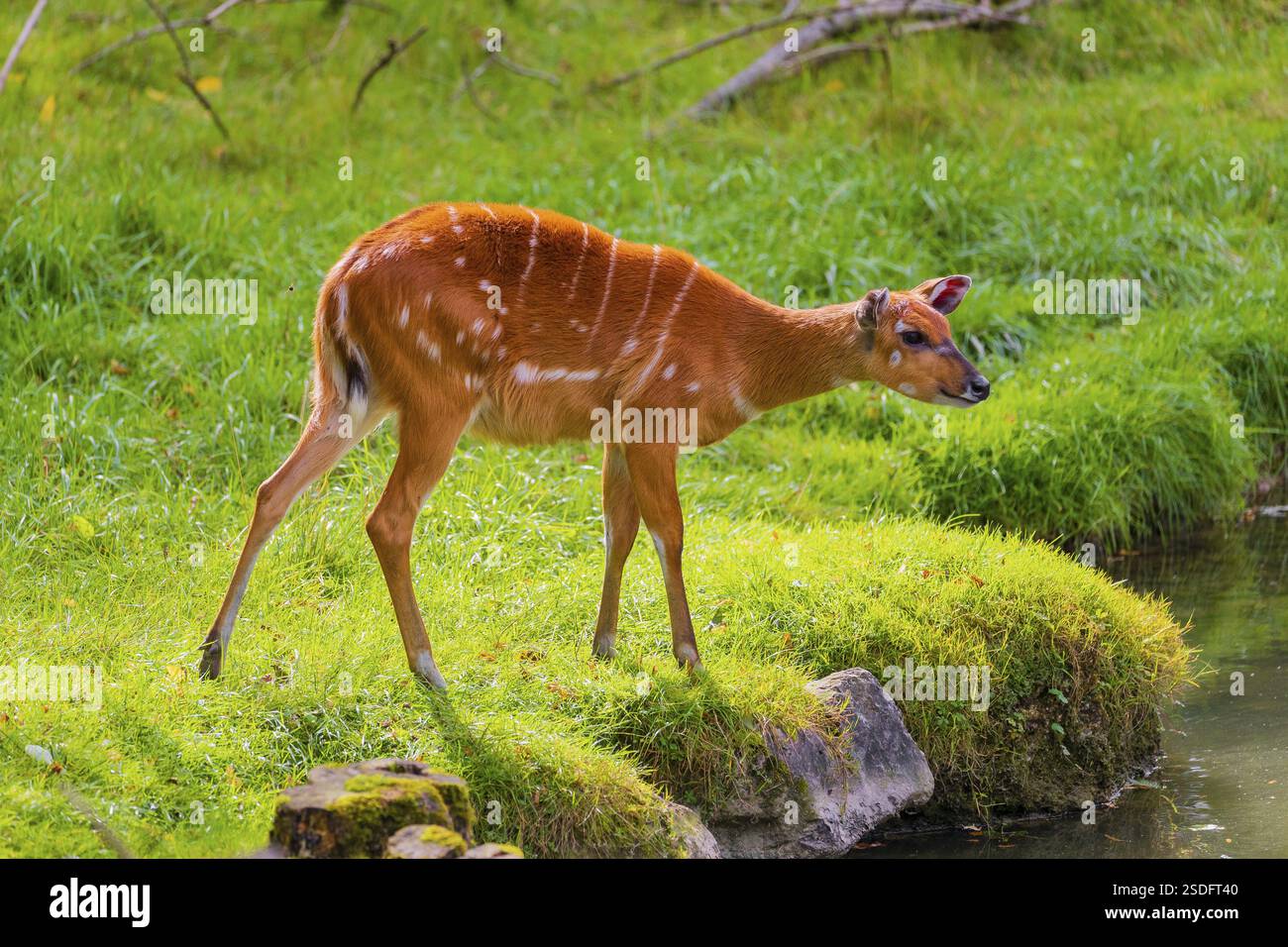 A female adult Congo sitatunga or forest sitatunga, Tragelaphus specii ...